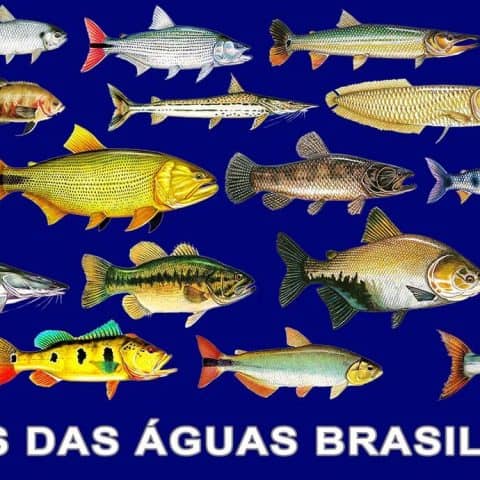 Anzol certo para não perder o maior peixe da sua pescaria