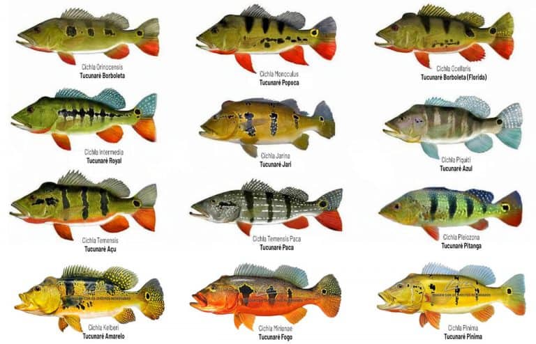Tucunaré: algumas espécies, curiosidades e dicas desse peixe