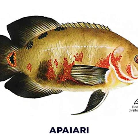 Peixe Abotoado: Conheça tudo sobre essa espécie