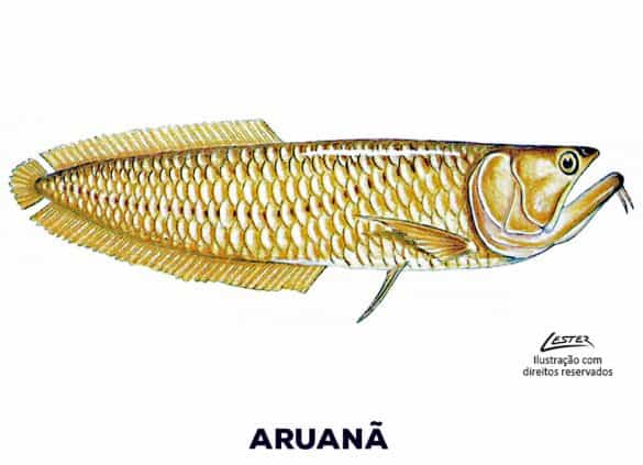 Peixe Aruanã: Conheça tudo sobre essa espécie | Pesca Gerais