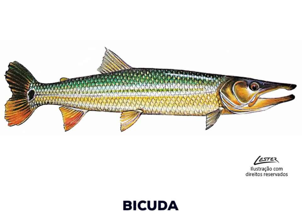 Peixe Bicuda: Conheça todas informações sobre essa espécie