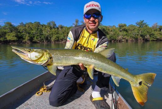 Peixe Bicuda: característica, alimentação e sua reprodução