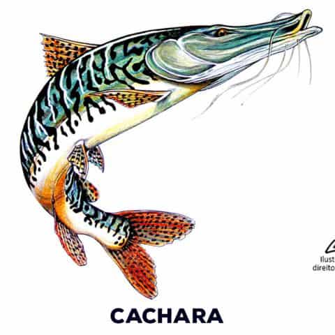 Peixe Cachorra: Conheça tudo sobre essa espécie