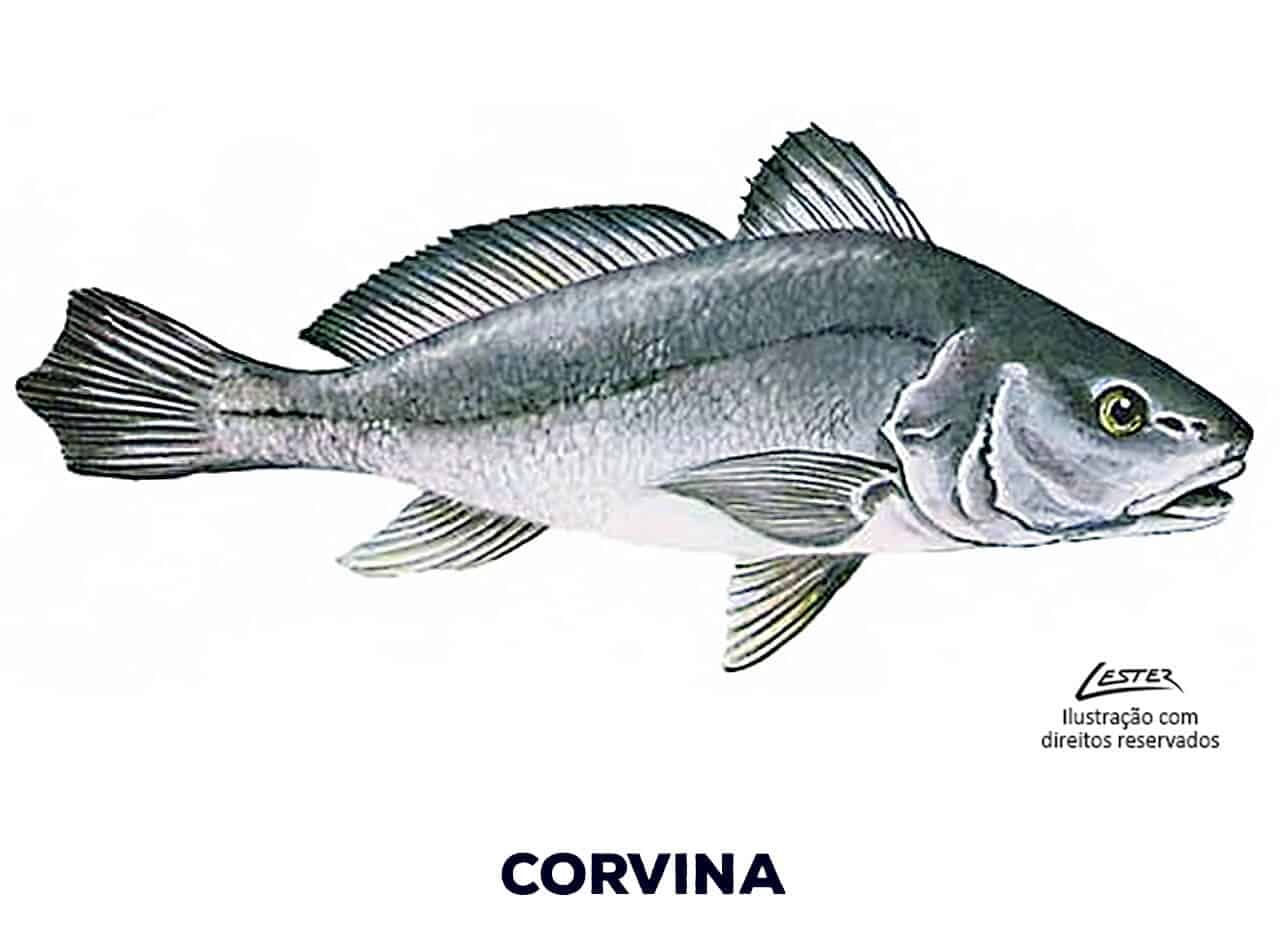 Peixe Apapá: Conheça tudo sobre essa espécie - Pesca Gerais