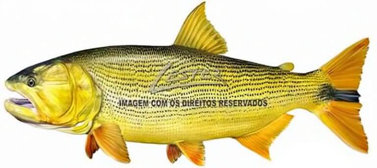 Peixe Dourado: características, alimentação e reprodução