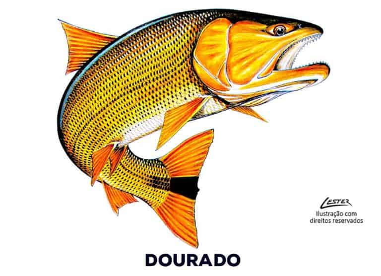 Peixe Dourado: características, alimentação e reprodução
