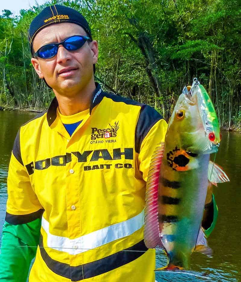 Peixe Jacundá: característica, habitat espécie e reprodução