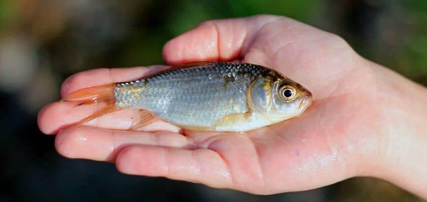 Pescaria de Lambari: Dicas e técnicas de como pescar o peixe