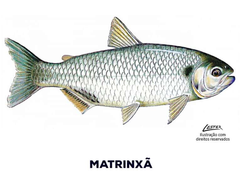 Peixe Matrinxã: Conheça tudo sobre essa espécie