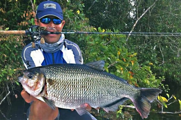 Peixe Matrinxã: característica, habitat e sua reprodução