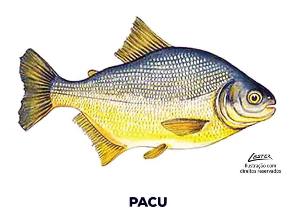 Peixe Pacu: característica, alimentação e sua reprodução