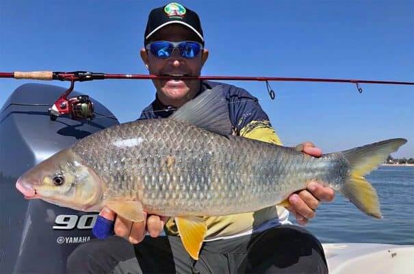 Peixe Piapara: característica, alimentação e reprodução