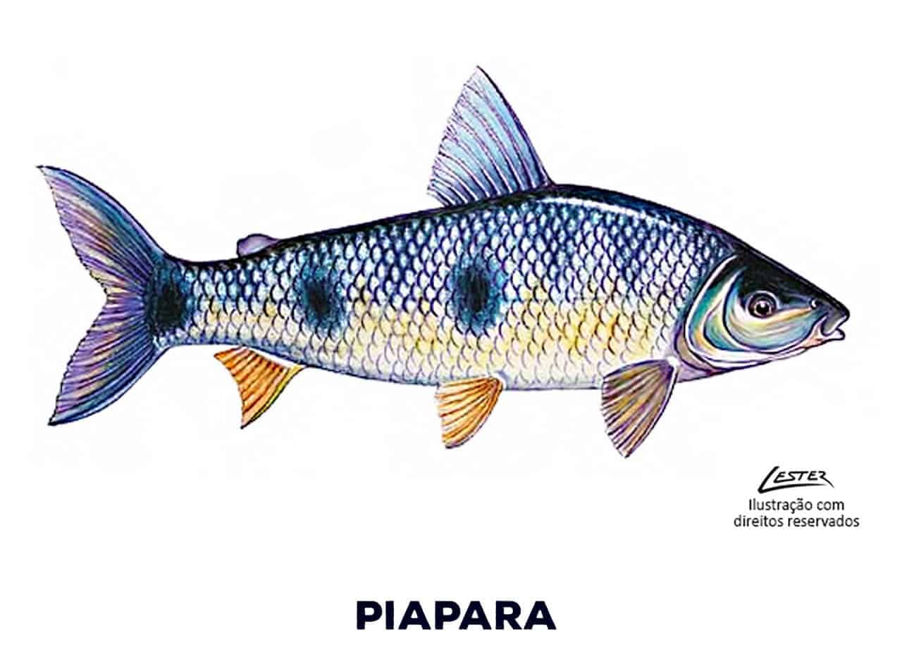 Peixe Piapara: característica, alimentação e reprodução