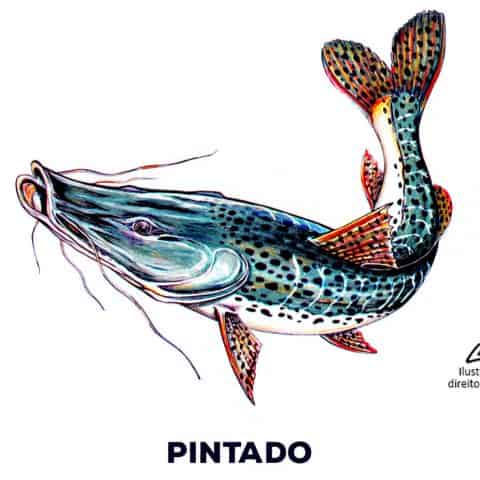 Peixe Piraíba: Conheça todas informações sobre essa espécie