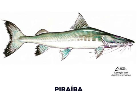 Peixe Xaréu: Conheça todas informações sobre essa espécie