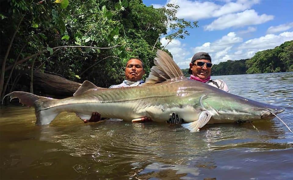 Peixe Piraíba: característica, alimentação e reprodução