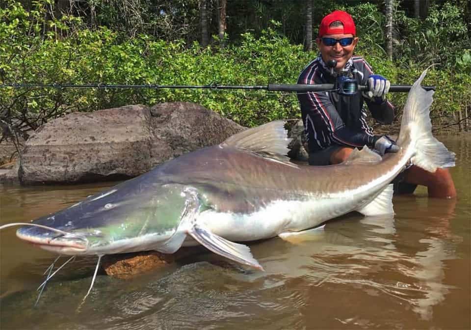 Peixe Piraíba: característica, alimentação e reprodução