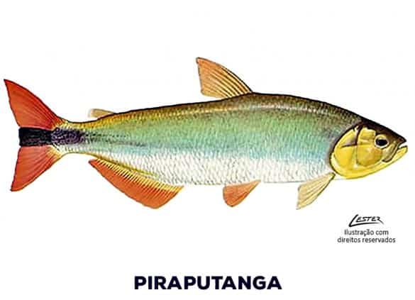 Peixe Piraputanga: Conheça tudo sobre essa espécie