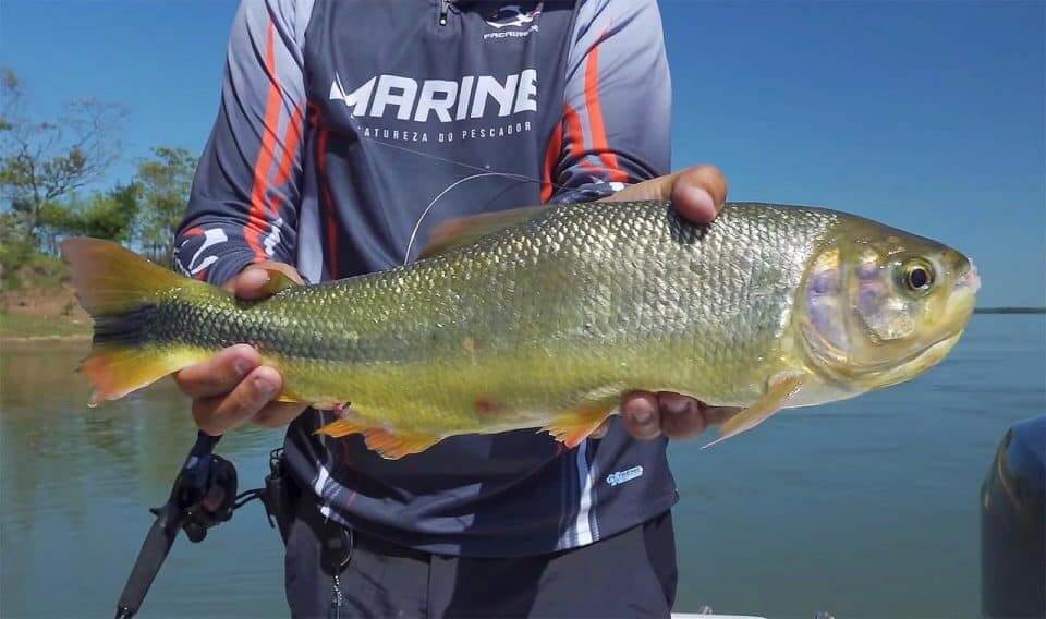 Peixe Piraputanga: característica, alimentação e reprodução