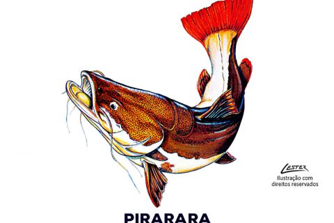 Peixe Xaréu: Conheça todas informações sobre essa espécie