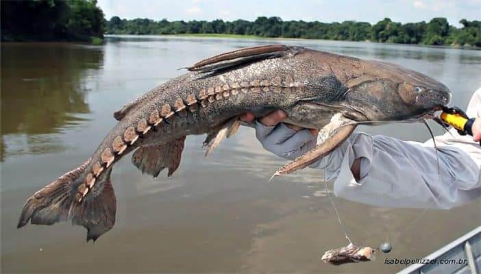 Peixe Abotoado: Conheça tudo sobre essa espécie