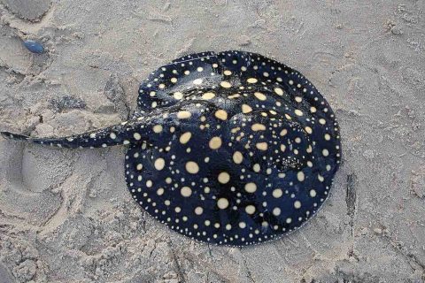 Peixe Abotoado: Conheça tudo sobre essa espécie