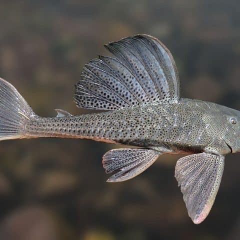 Peixe Candiru: Conheça todas informações sobre essa espécie