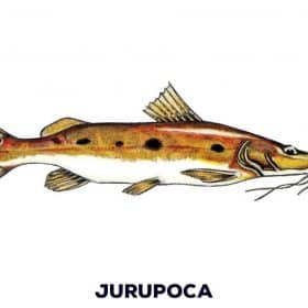 Peixe Sarapó: Conheça todas informações sobre essa espécie