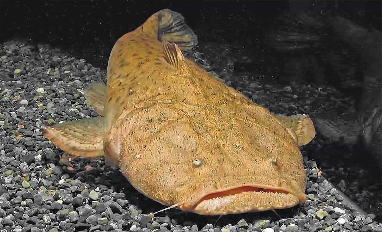 Peixe Apapá: Característica, Alimentação E Sua Reprodução