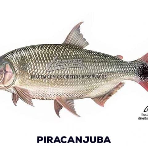 Peixe Pirapitinga: Conheça tudo sobre essa espécie