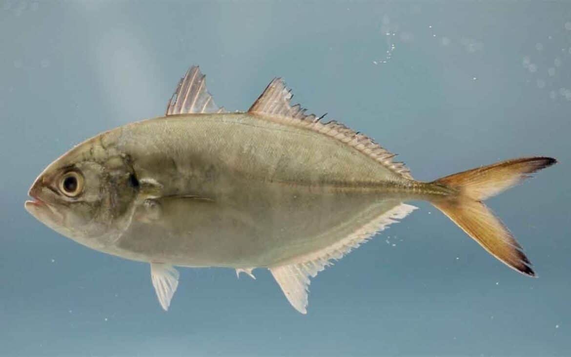 Peixe Carapau: características, alimentação e sua reprodução
