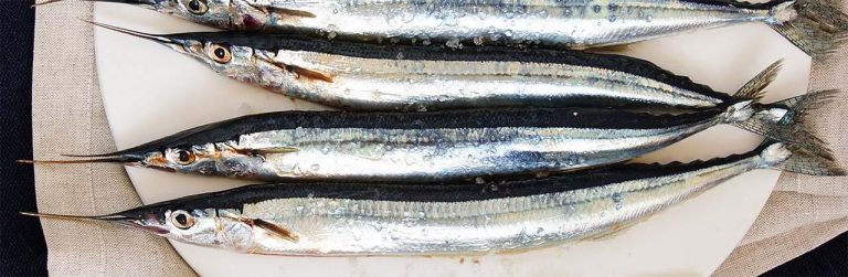 Peixe Agulha: características, alimentação e reprodução