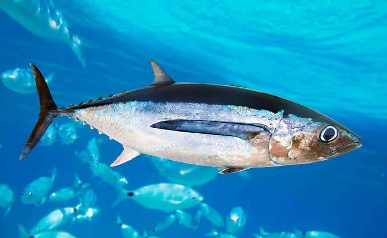 Peixe Atum: características, alimentação e sua reprodução