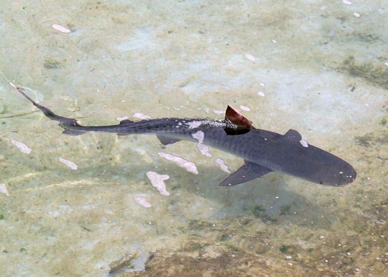 Peixe Cação: características, alimentação e sua reprodução