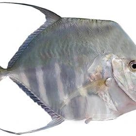 Peixe Cherne: Conheça todas informações sobre essa espécie