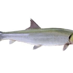 Peixe Xaréu: Conheça todas informações sobre essa espécie