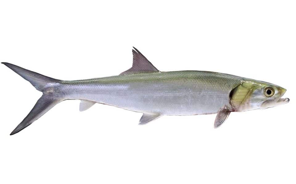 Peixe Ubarana: curiosidade, características e alimentação