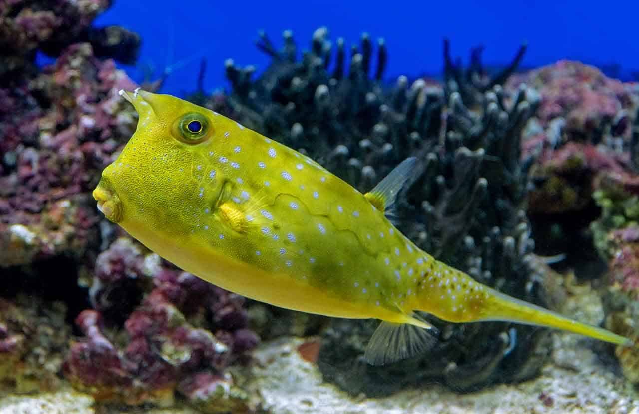 Peixe Apapá: característica, alimentação e sua reprodução