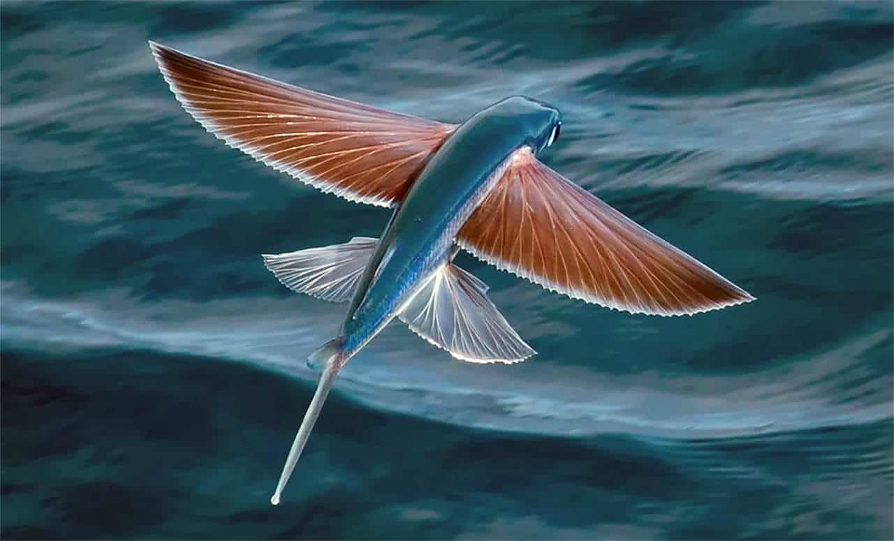 Peixe Voador: características, alimentação e onde encontrar