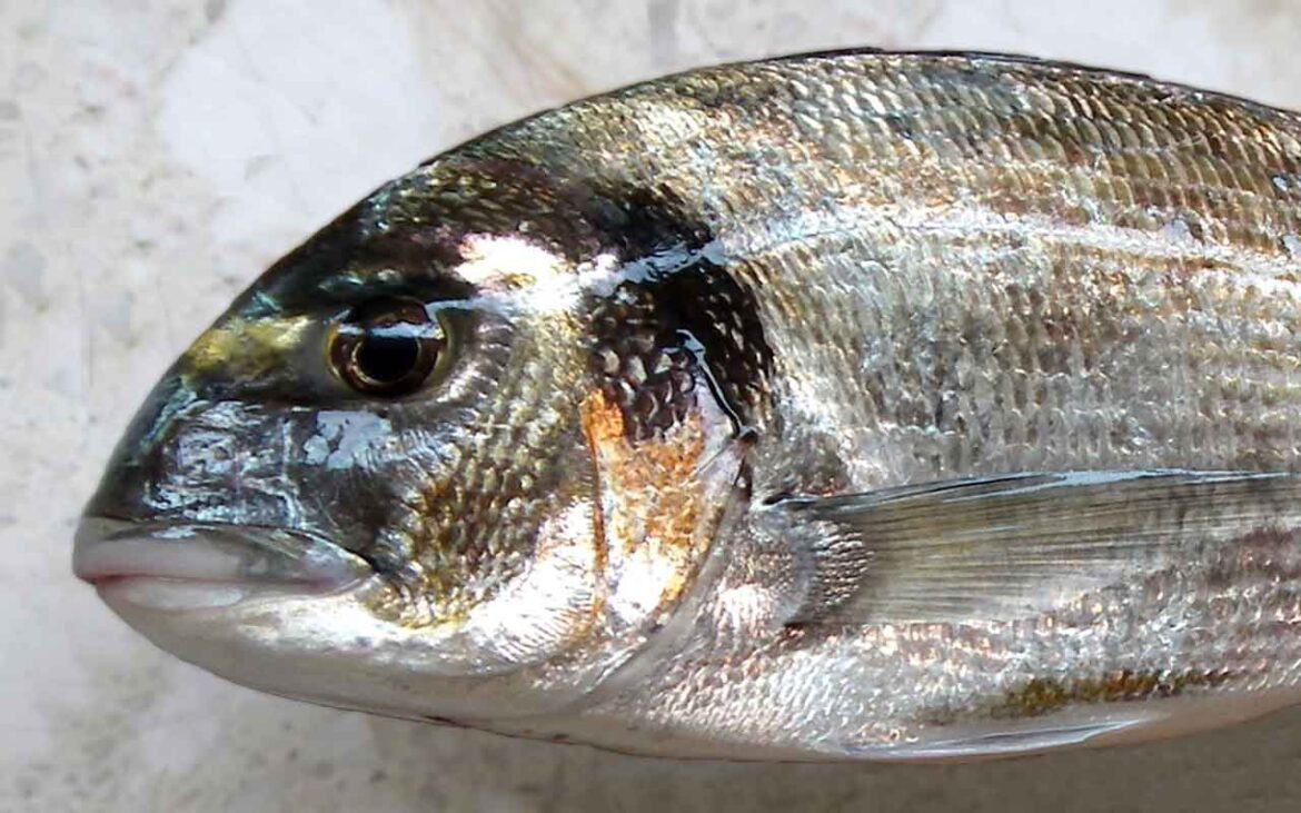 Peixe Sargo: reprodução, alimentação, habitat, dica de pesca