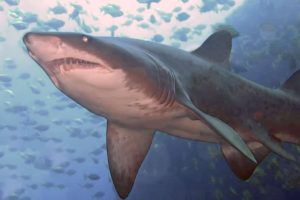 Peixe Apapá: característica, alimentação e sua reprodução