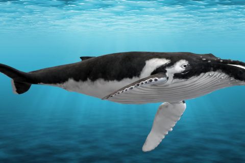 Peixe Sarapó: Conheça todas informações sobre essa espécie