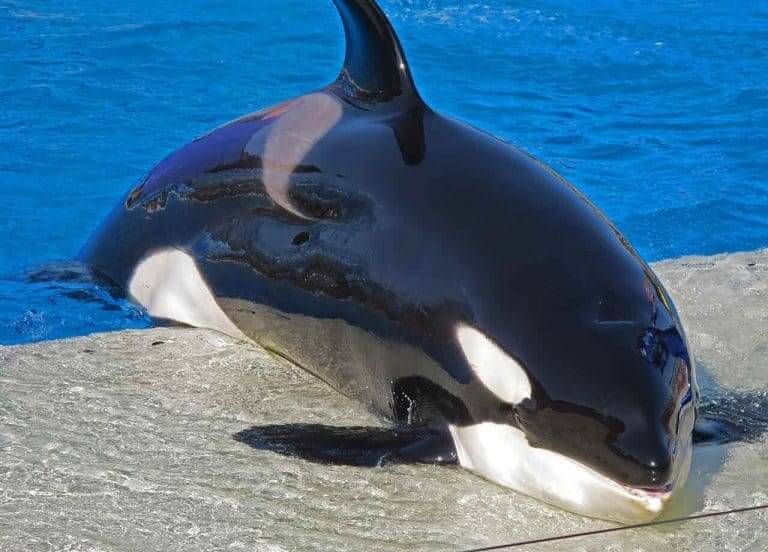 Baleia Orca: Características, alimentação e curiosidades