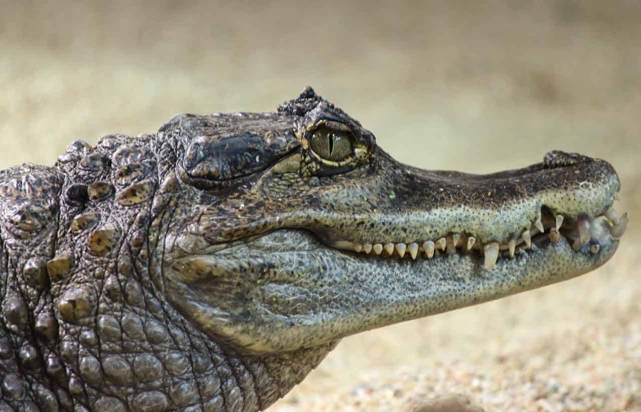 Quati: o que come, habitat, características e curiosidades
