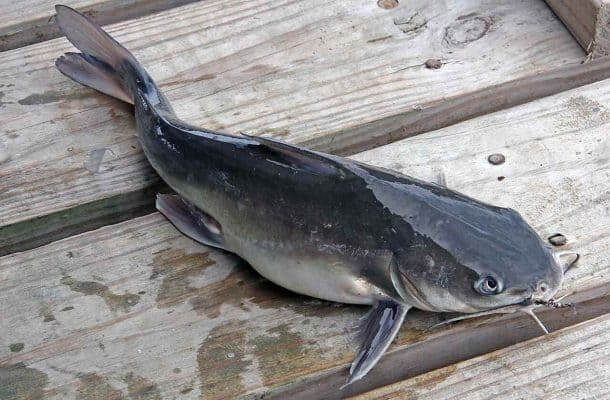 Peixe Gato: Conheça todas informações sobre essa espécie