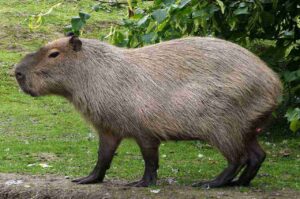 Capivara: Alimentação, características e suas curiosidades