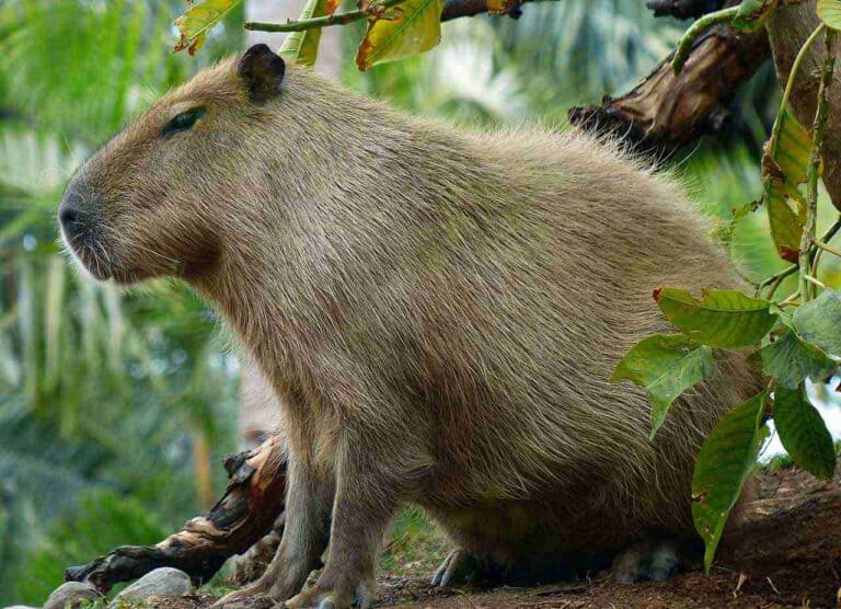Capivara: Alimentação, características e suas curiosidades