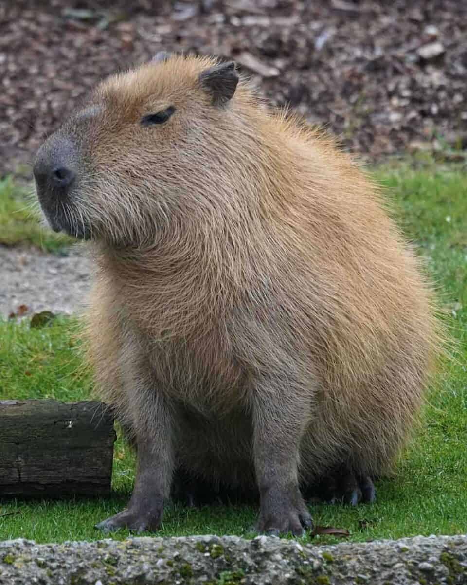 Capivara: Alimentação, características e suas curiosidades
