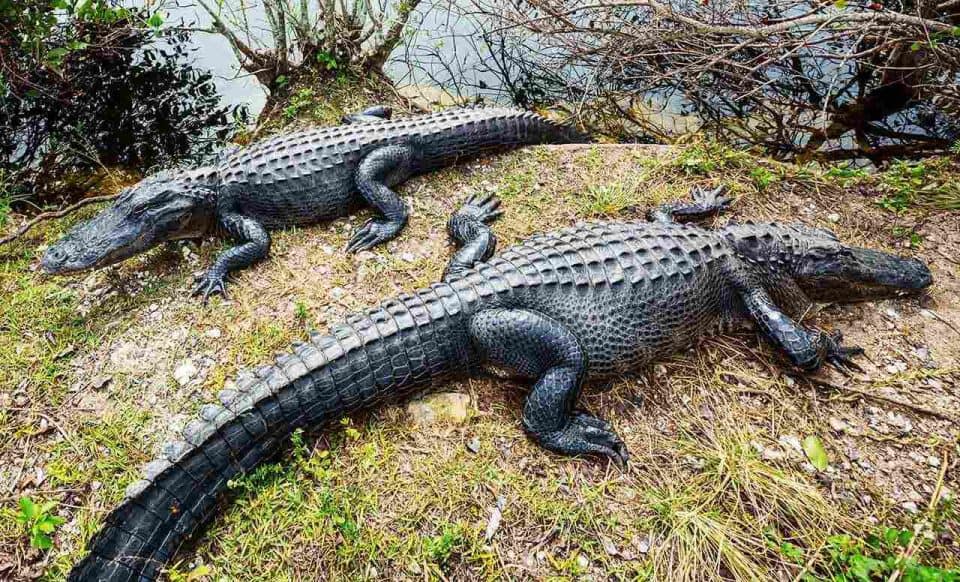 Crocodilo Americano e Jacaré-americano principais diferenças