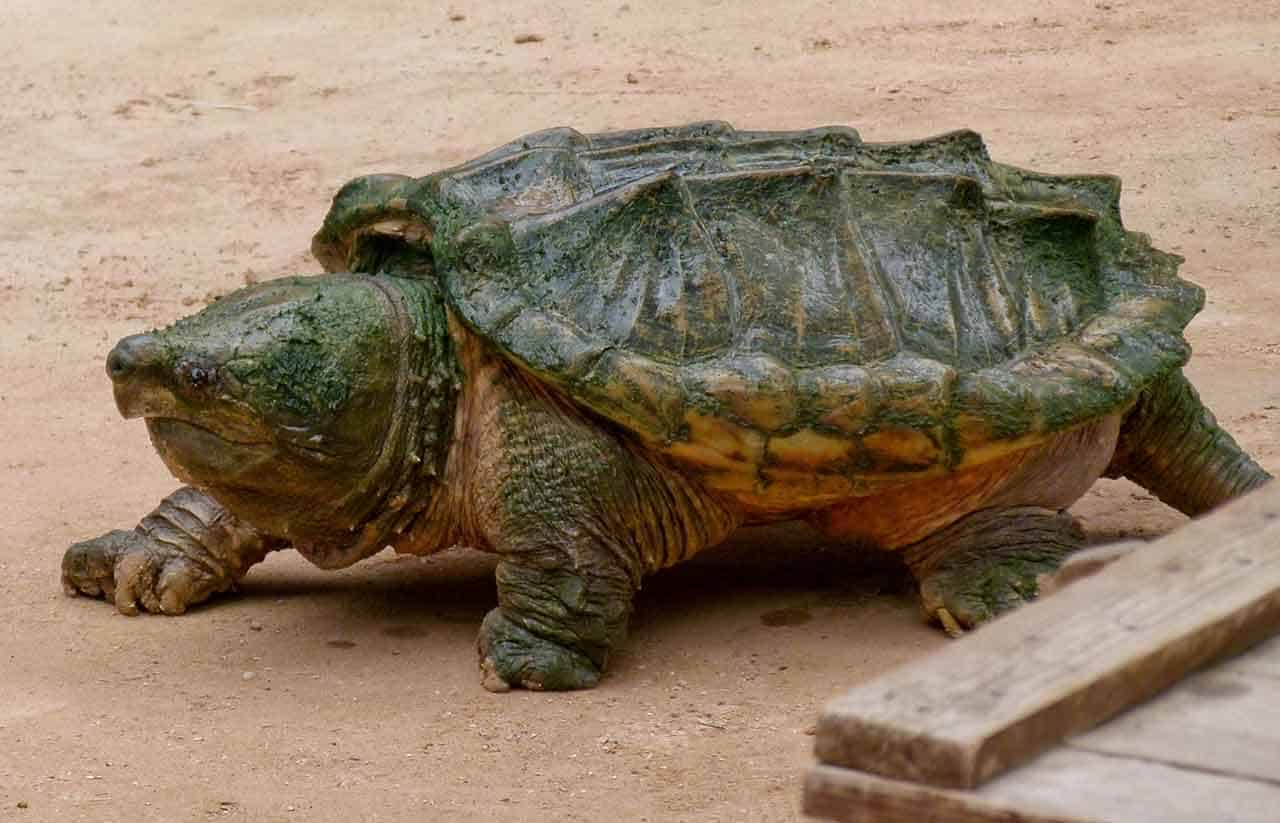 Curió: tempo de vida, características, habitat e reprodução